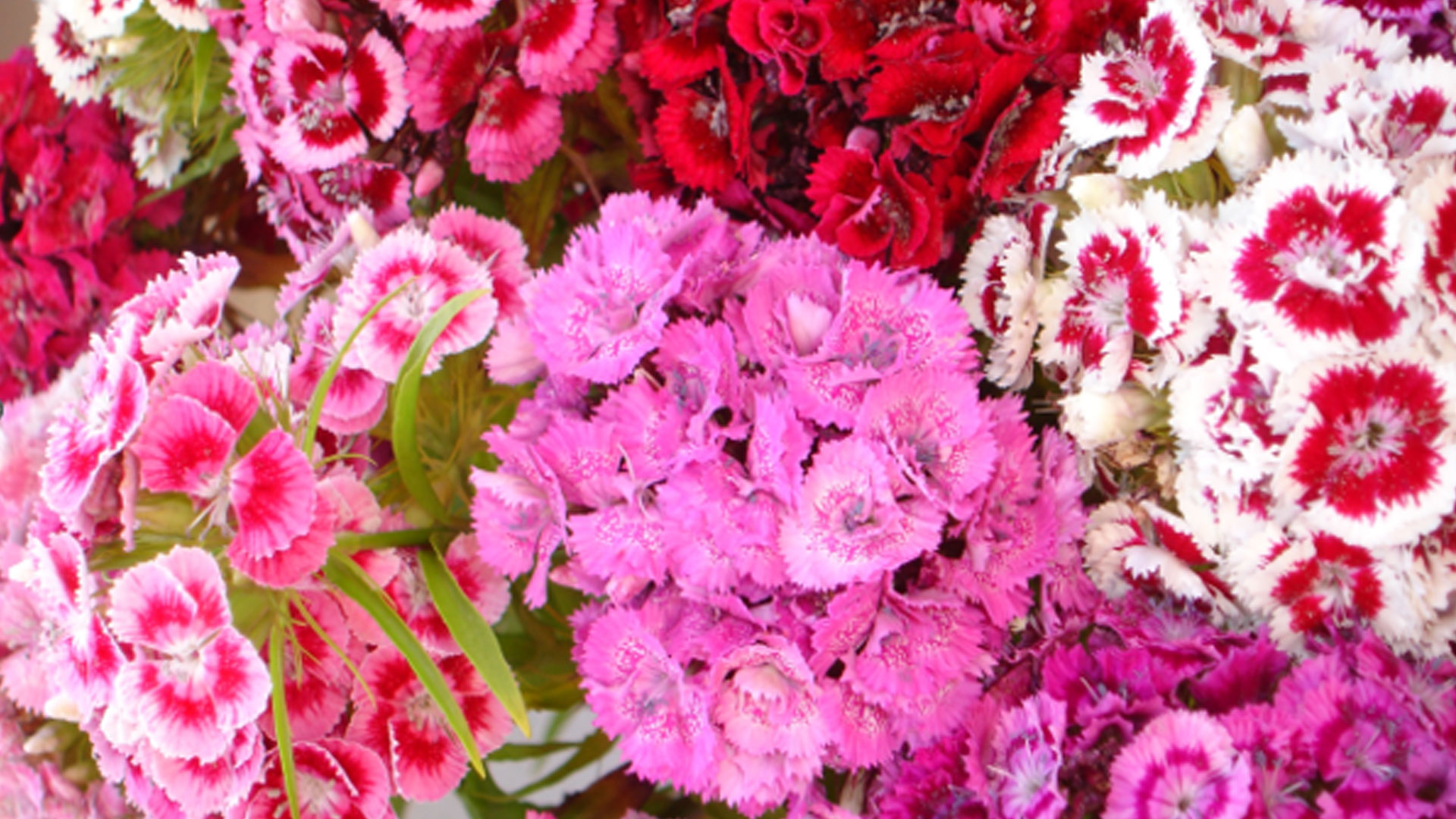 Podjela cvjetnih sadnica građanima Grada Kraljevice - Grad Kraljevica